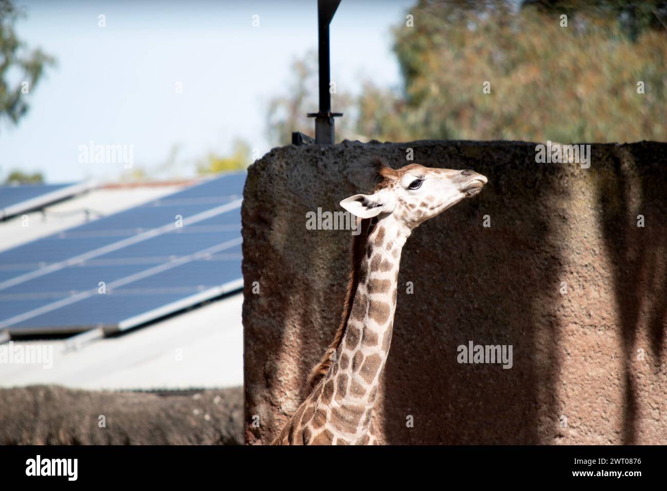 The giraffe is the tallest of all mammals. The legs and neck are ...