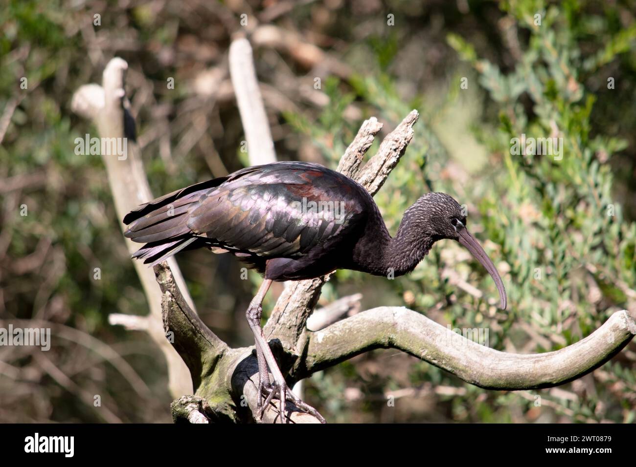 The glossy ibis neck is reddish-brown and the body is a bronze-brown ...