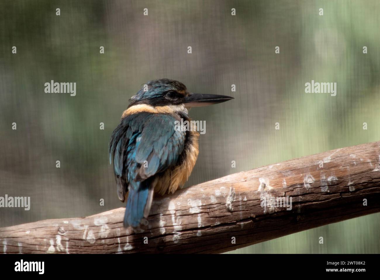 the scared kingfisher has a turquoise back, turquoise blue rump and ...