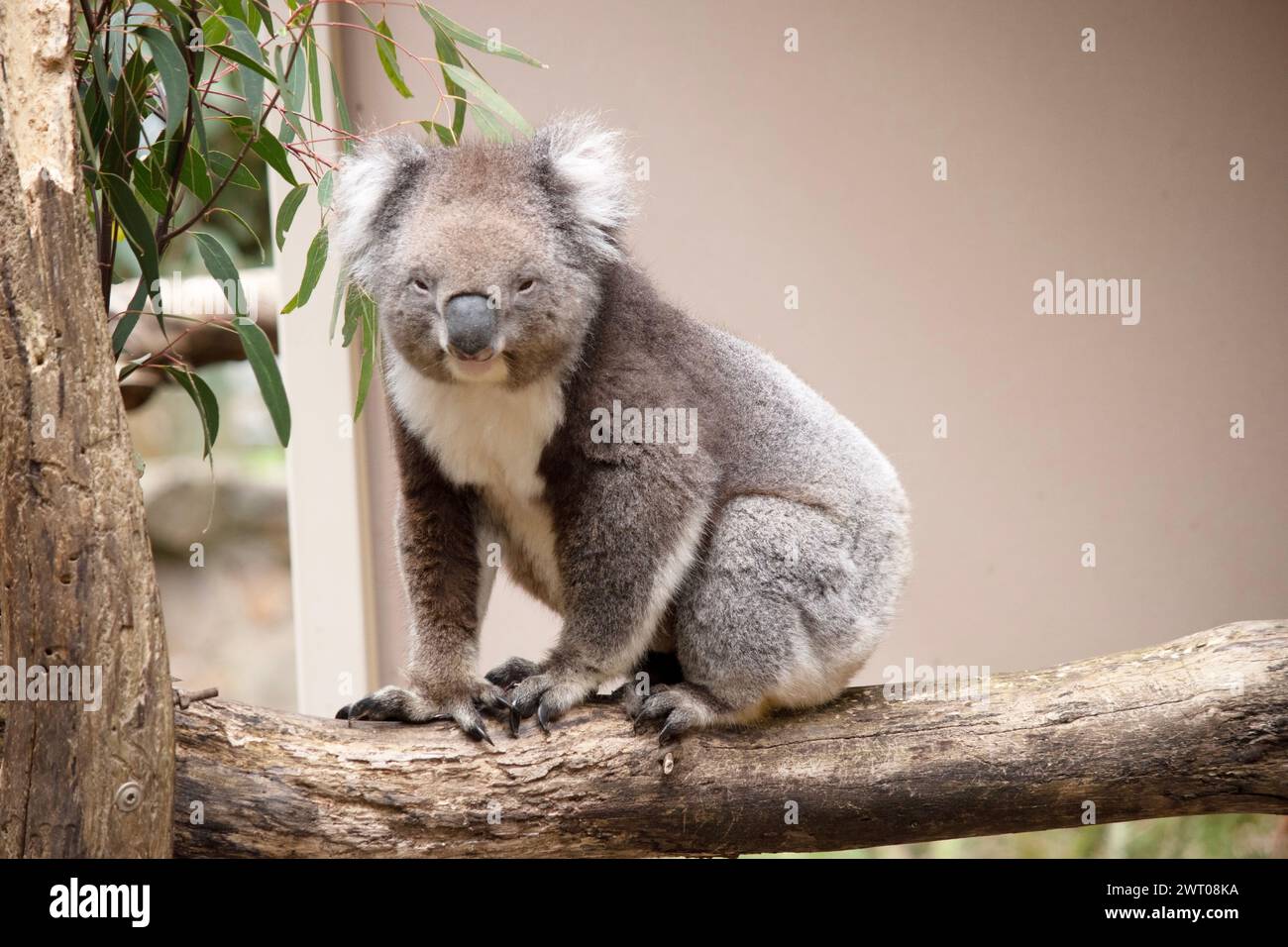 the Koala has a large round head, big furry ears and big black nose ...
