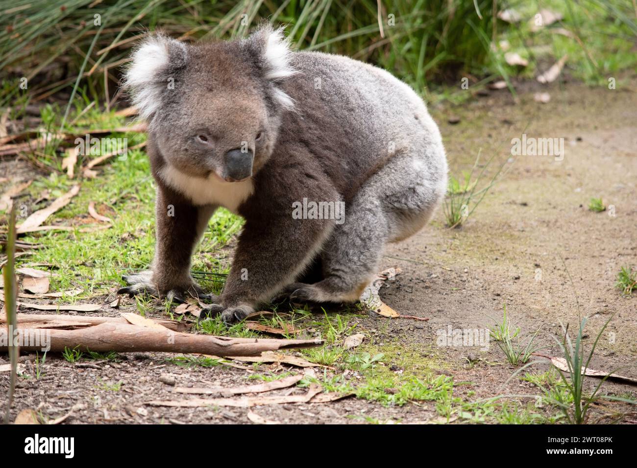 the Koala has a large round head, big furry ears and big black nose ...