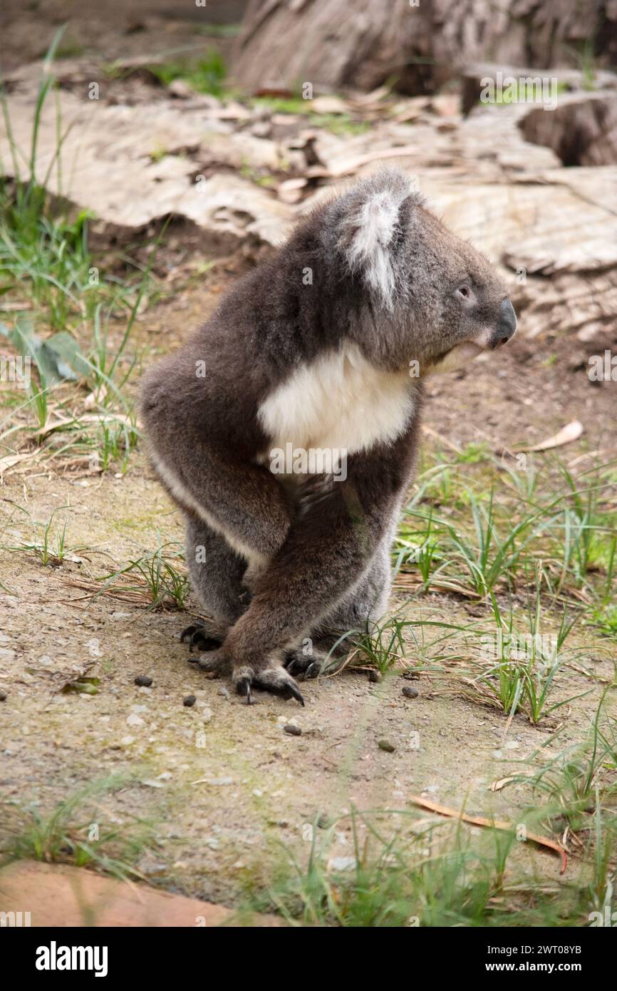 the Koala has a large round head, big furry ears and big black nose ...