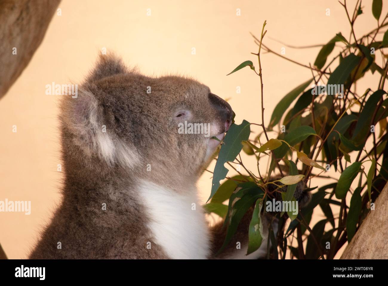the Koala has a large round head, big furry ears and big black nose ...