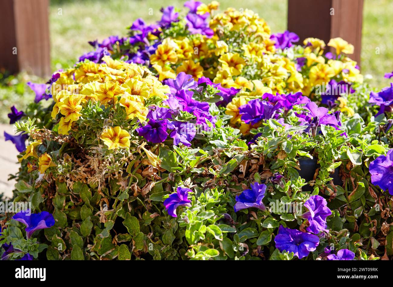 Petunia, yellow and purple Petunias in the pot. Lush blooming colorful ...