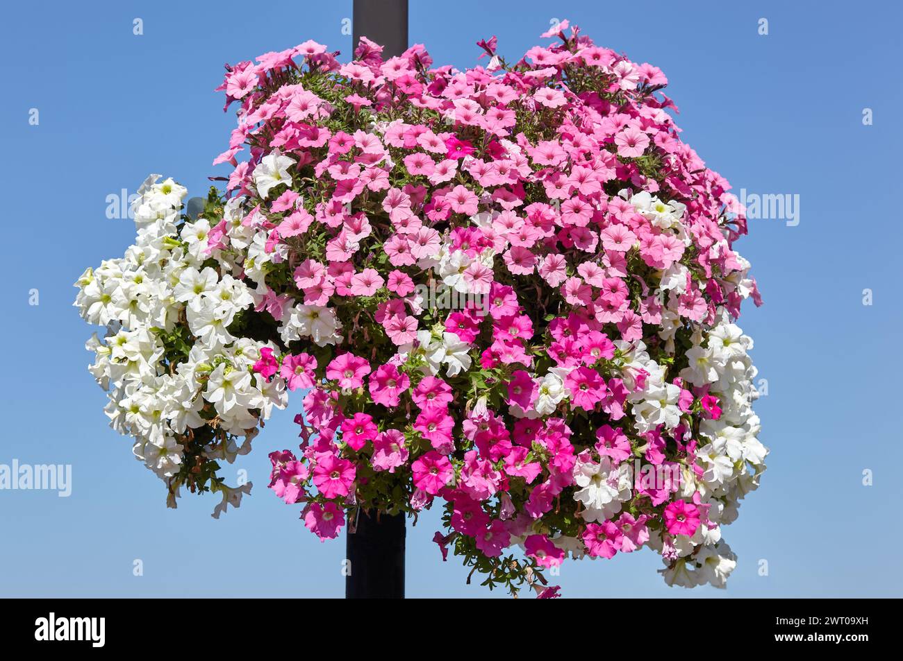 Petunia, pink and white Petunias in the pot. Lush blooming colorful ...