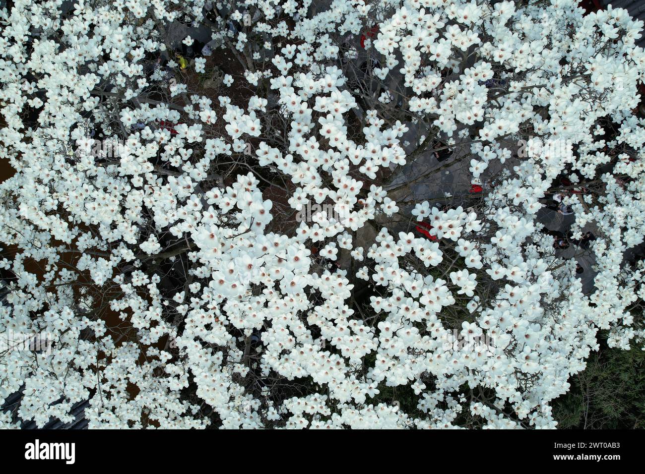 Aerial photo shows a 500-year-old magnolia tree in full blossom at Faxi ...