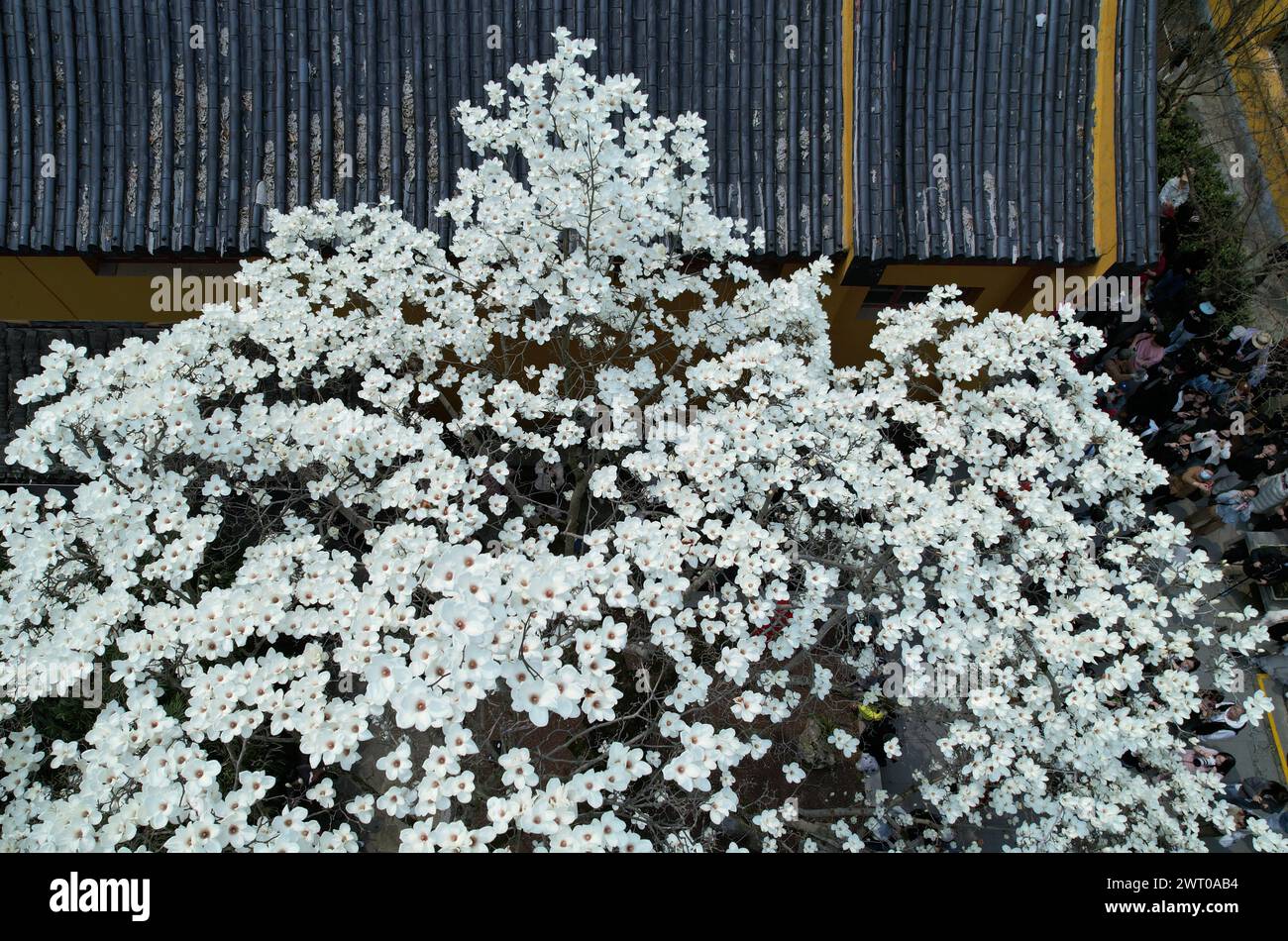 Aerial photo shows a 500-year-old magnolia tree in full blossom at Faxi ...