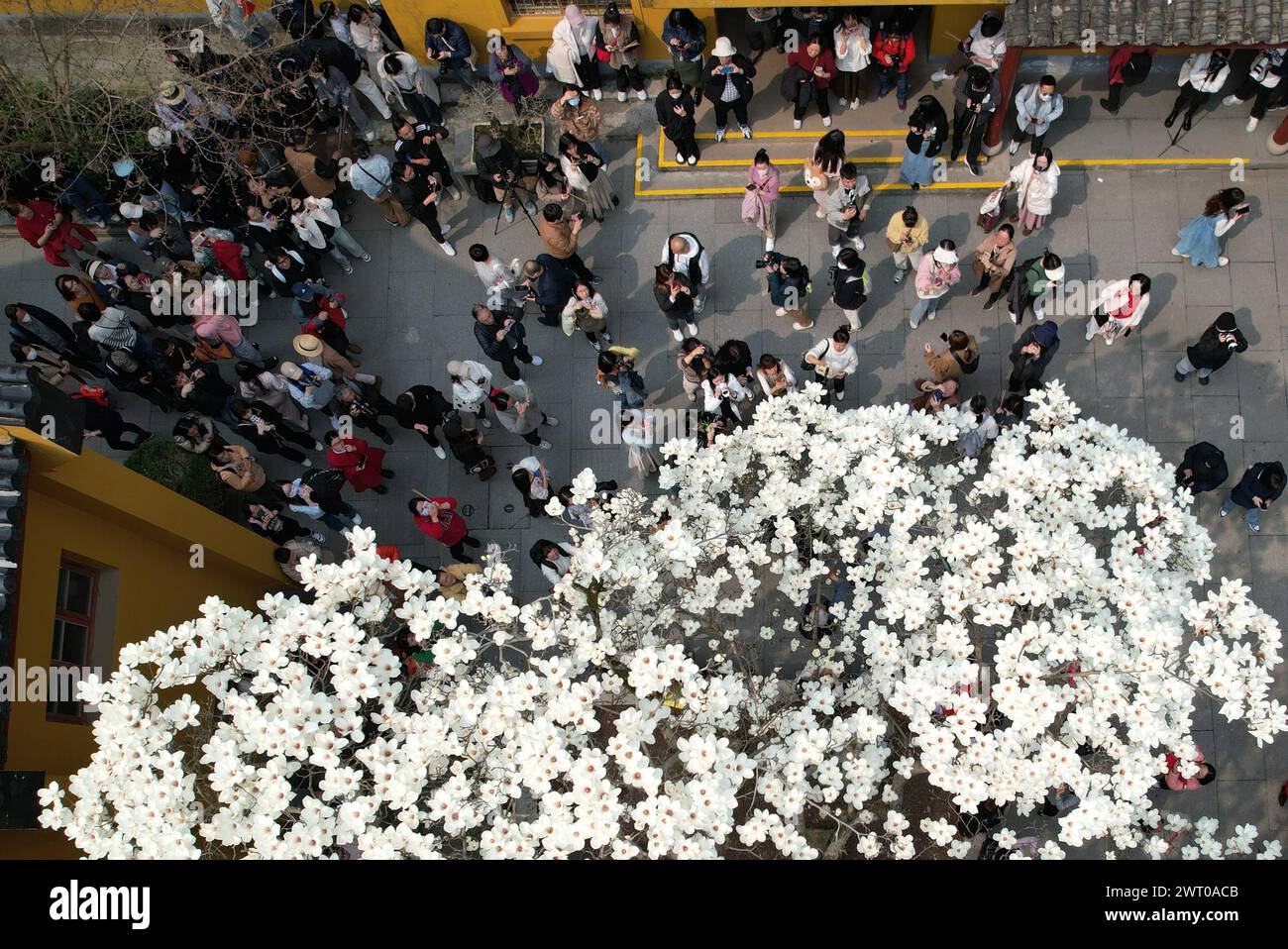 Aerial photo shows a 500-year-old magnolia tree in full blossom at Faxi ...