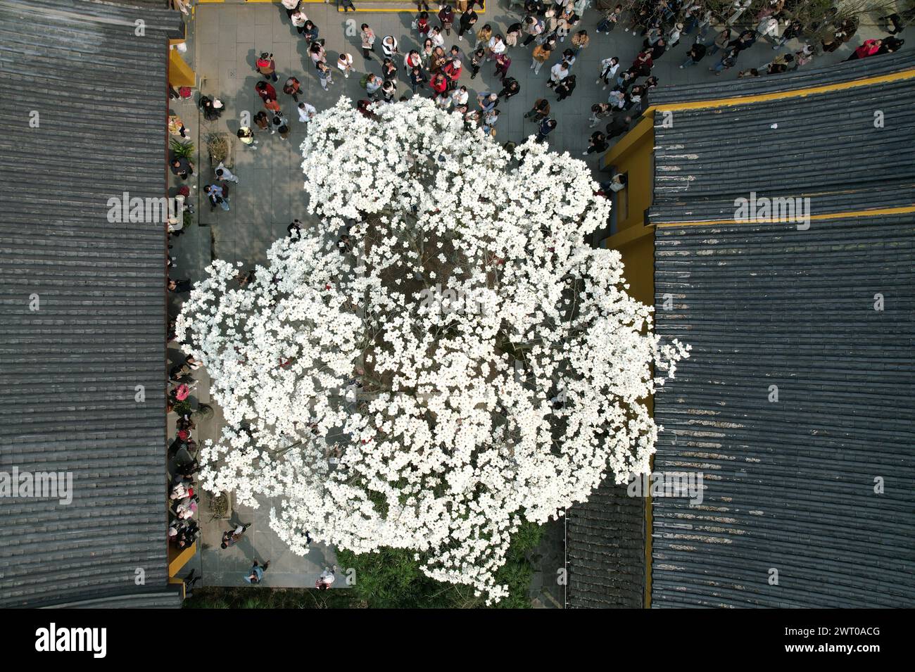 Aerial photo shows a 500-year-old magnolia tree in full blossom at Faxi ...