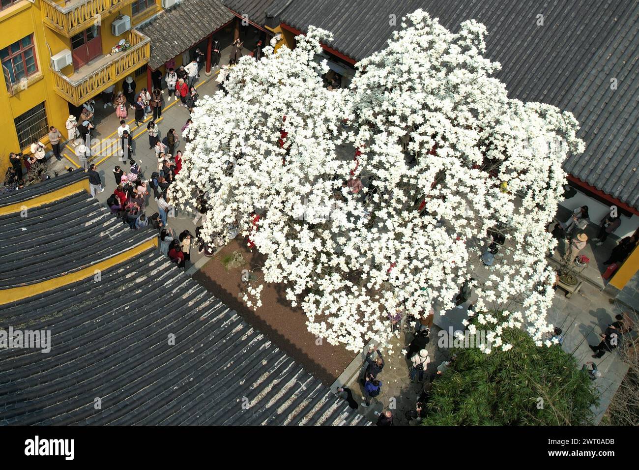 Aerial photo shows a 500-year-old magnolia tree in full blossom at Faxi ...