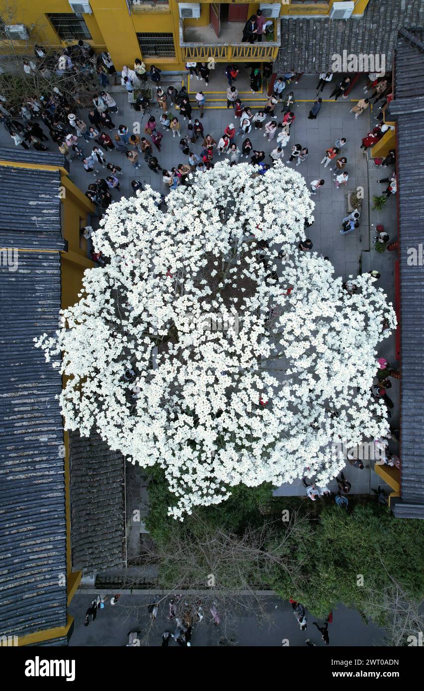 Aerial photo shows a 500-year-old magnolia tree in full blossom at Faxi ...