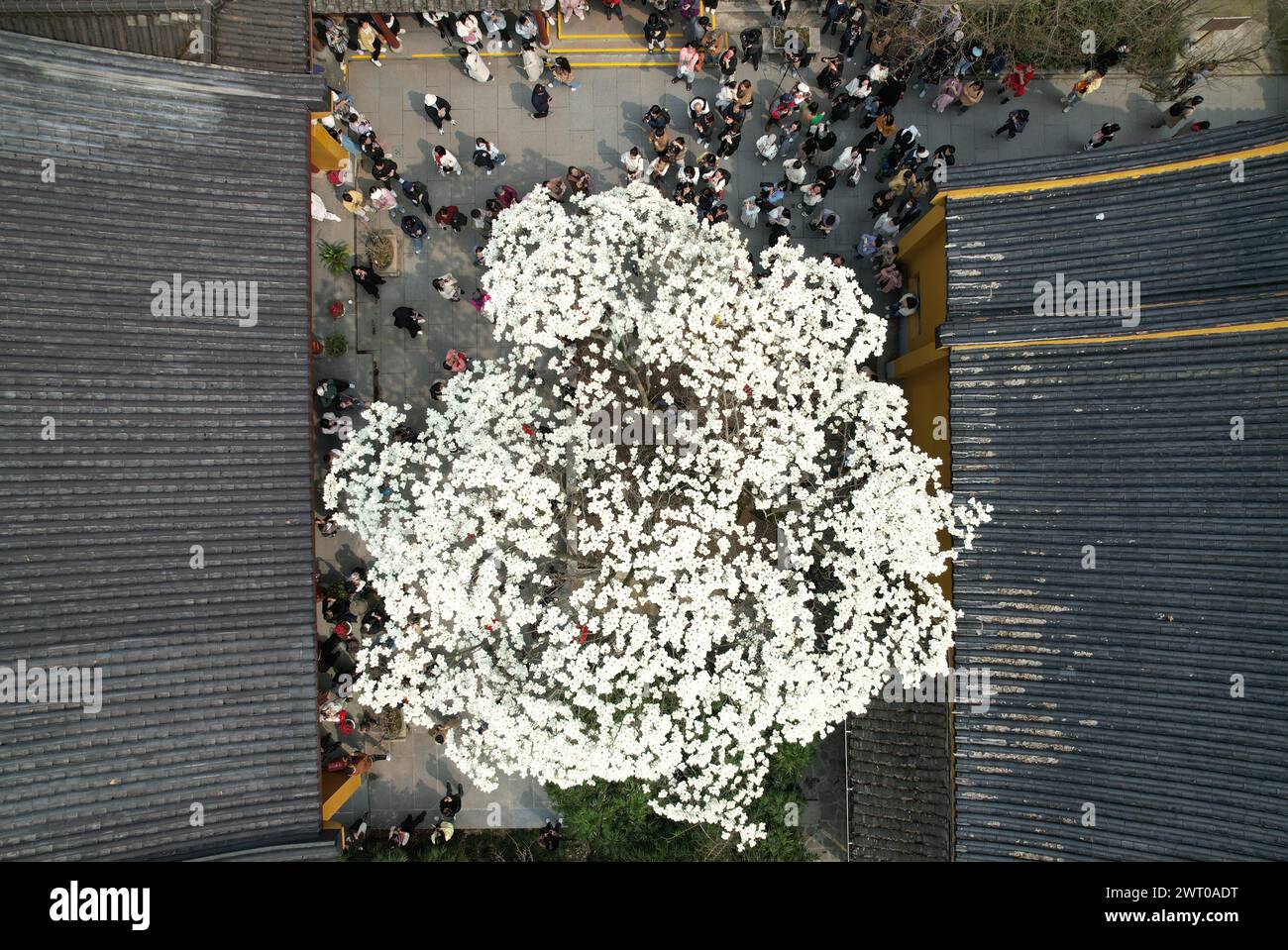 Aerial photo shows a 500-year-old magnolia tree in full blossom at Faxi ...