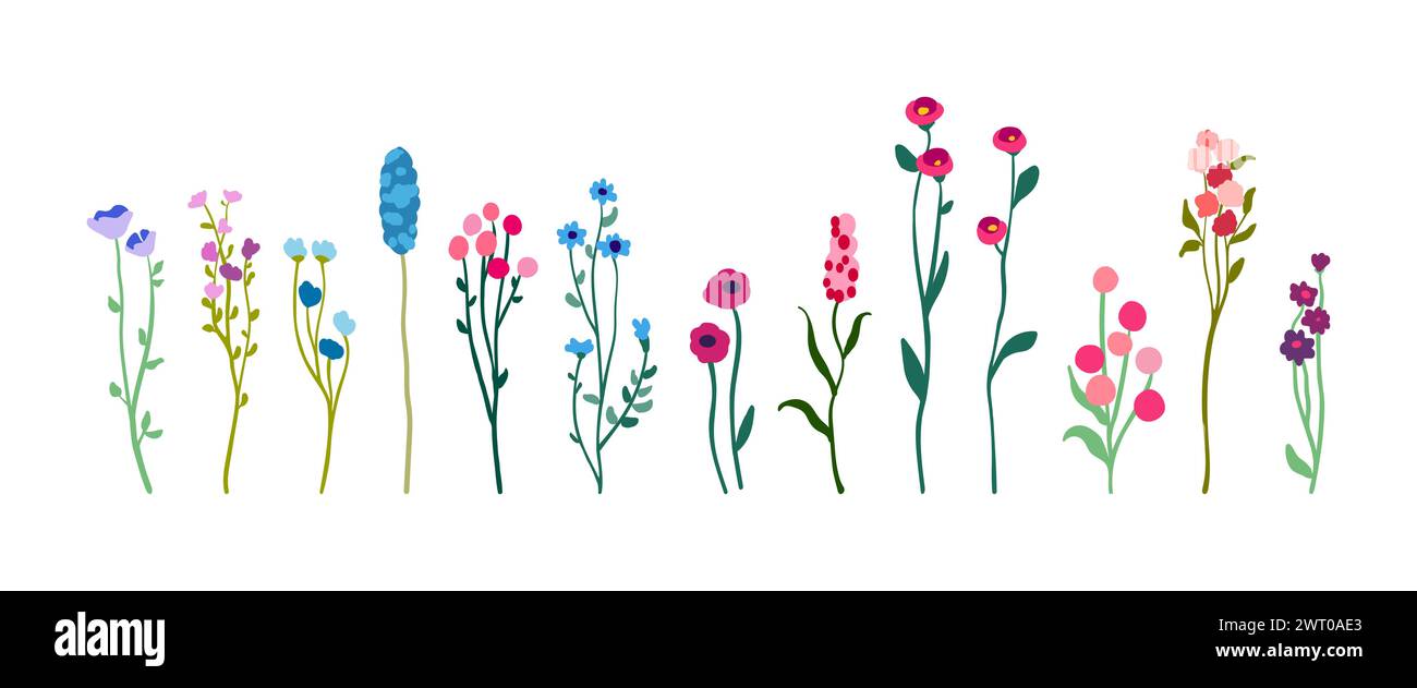 A set of delicate graceful wildflowers on tall stems with foliage ...