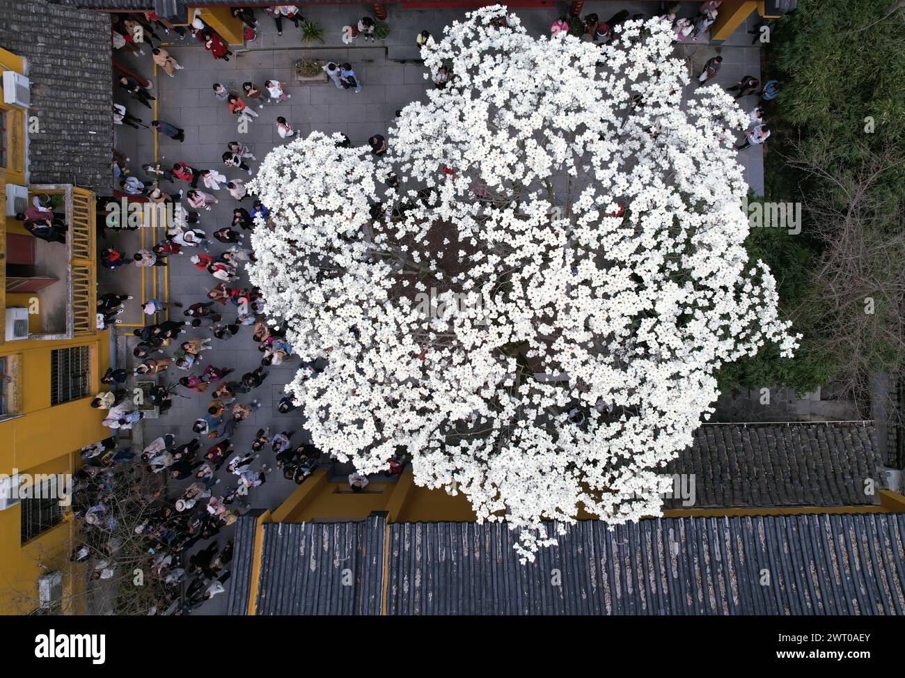 Aerial photo shows a 500-year-old magnolia tree in full blossom at Faxi ...