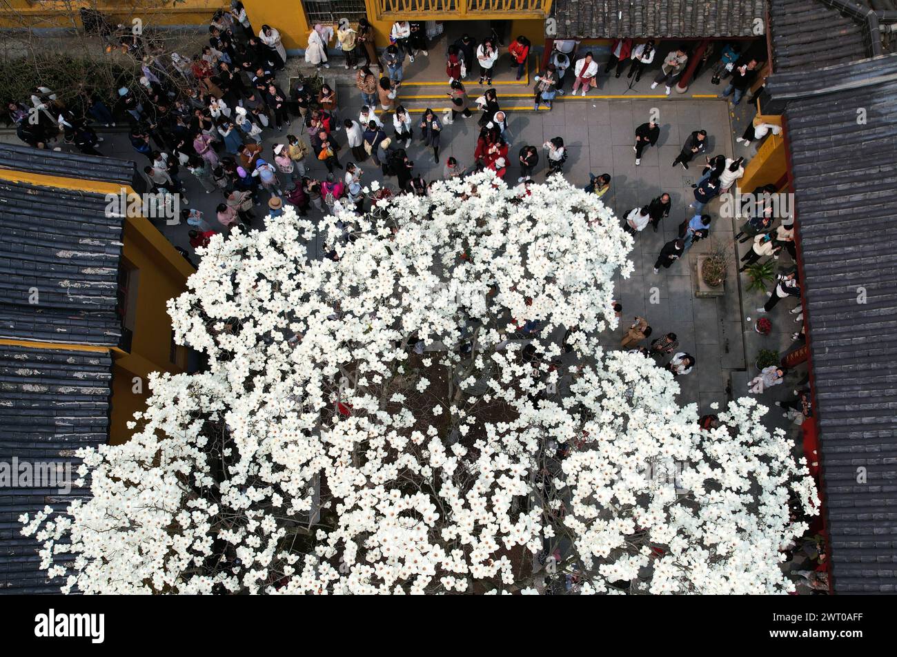 Aerial photo shows a 500-year-old magnolia tree in full blossom at Faxi ...
