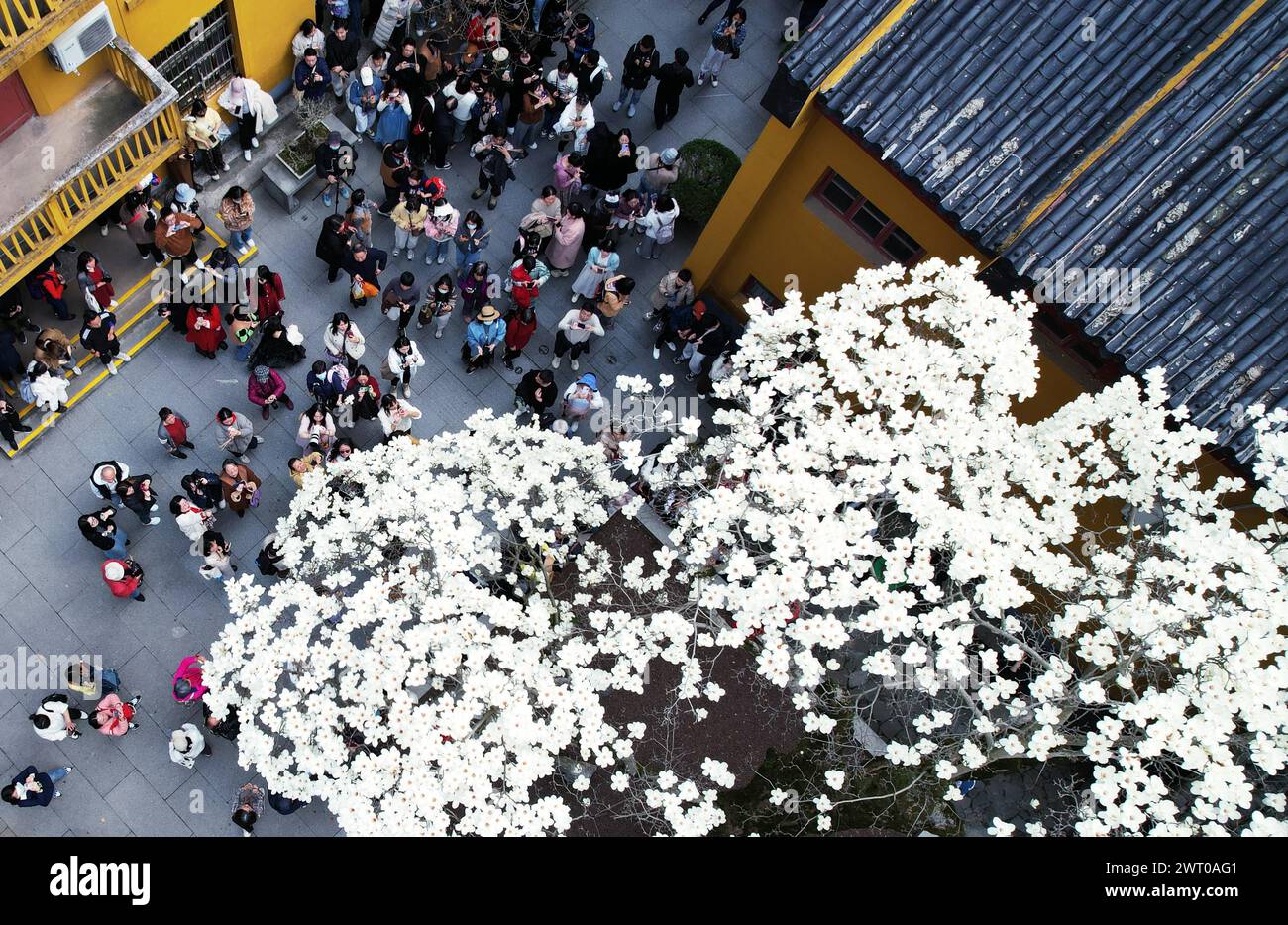 Aerial photo shows a 500-year-old magnolia tree in full blossom at Faxi ...