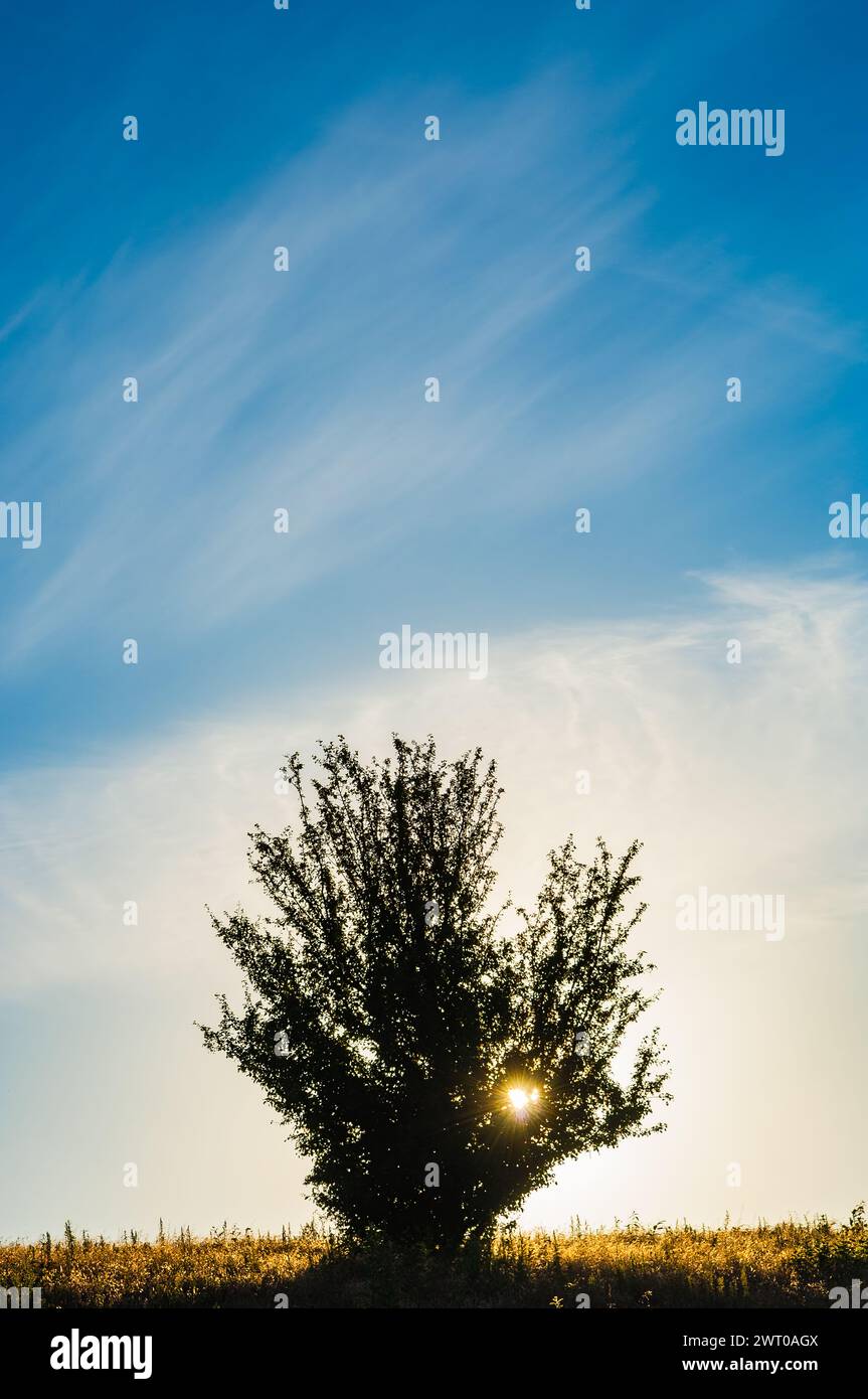 A single tree stands tall in the middle of a vast field during sunset ...