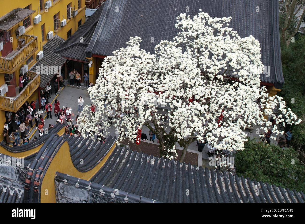 Aerial photo shows a 500-year-old magnolia tree in full blossom at Faxi ...