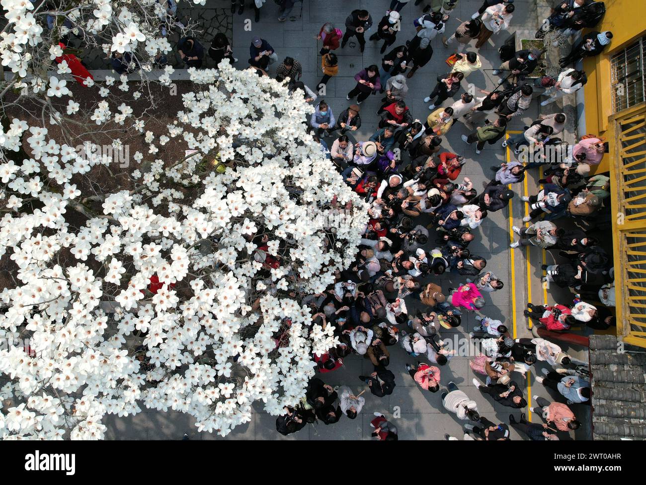 Aerial photo shows a 500-year-old magnolia tree in full blossom at Faxi ...