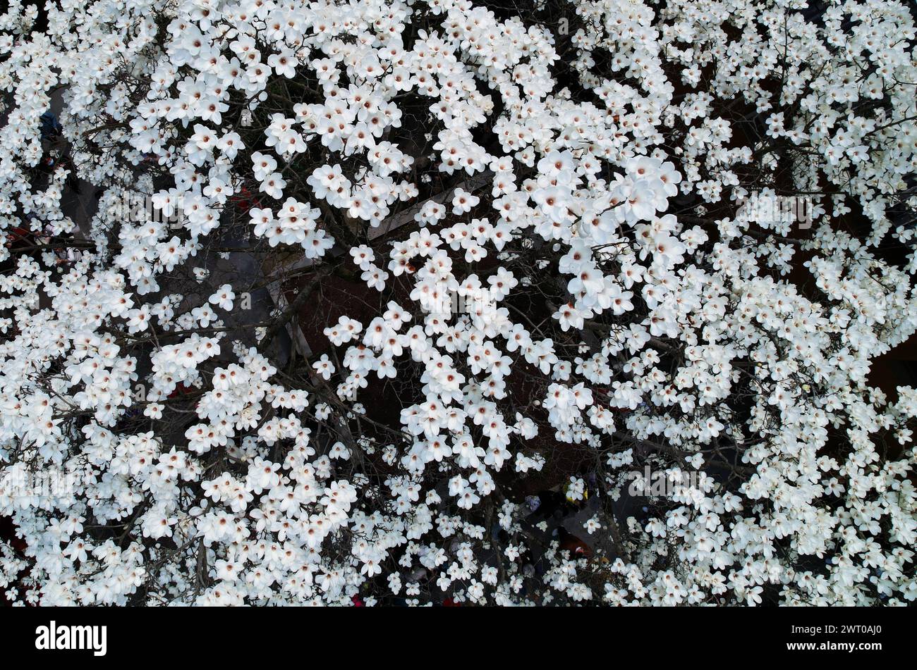 Aerial photo shows a 500-year-old magnolia tree in full blossom at Faxi ...