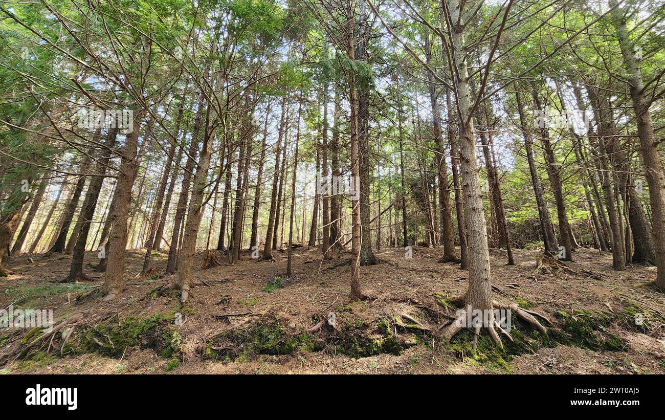 Mature forest ecosystem hi-res stock photography and images - Alamy