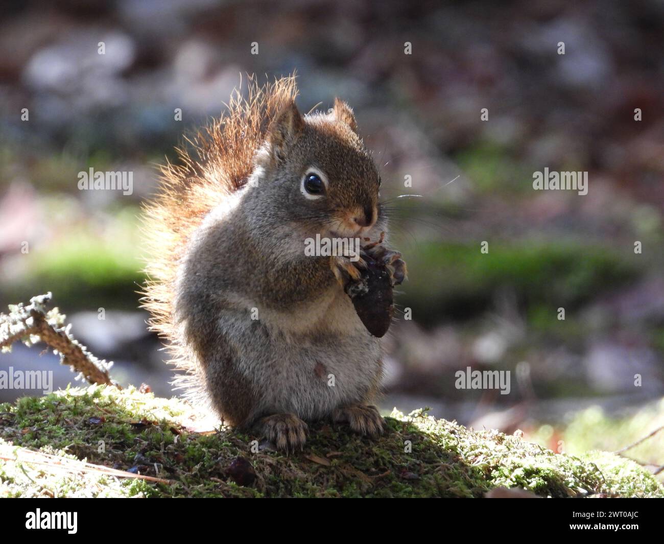 Furry squirrel holding nut hi-res stock photography and images - Alamy