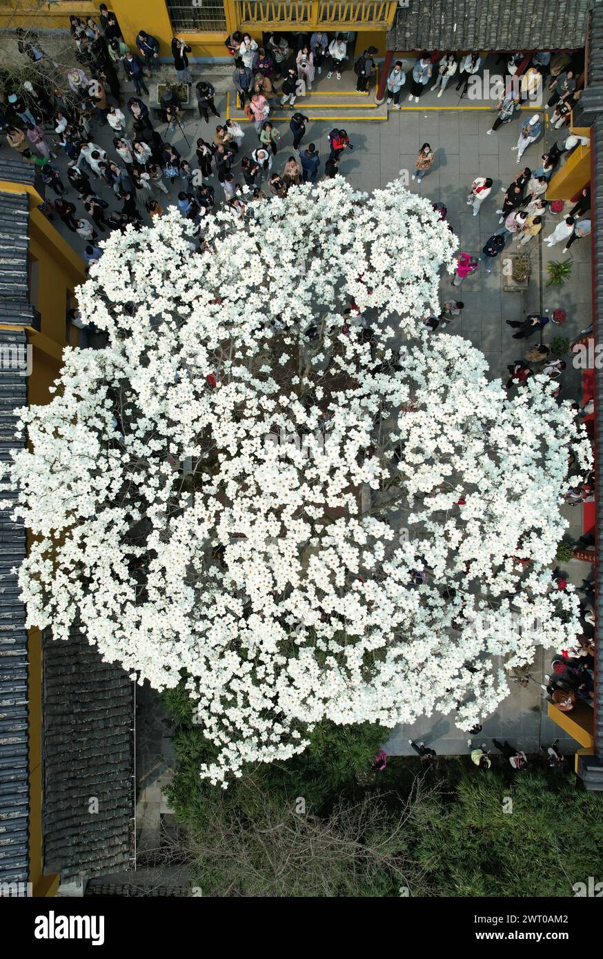 Aerial photo shows a 500-year-old magnolia tree in full blossom at Faxi ...