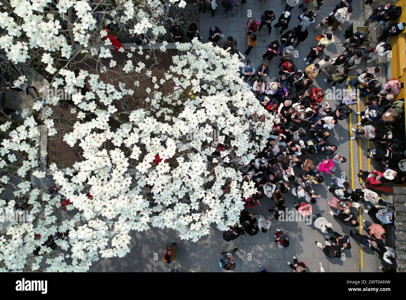 Aerial photo shows a 500-year-old magnolia tree in full blossom at Faxi ...