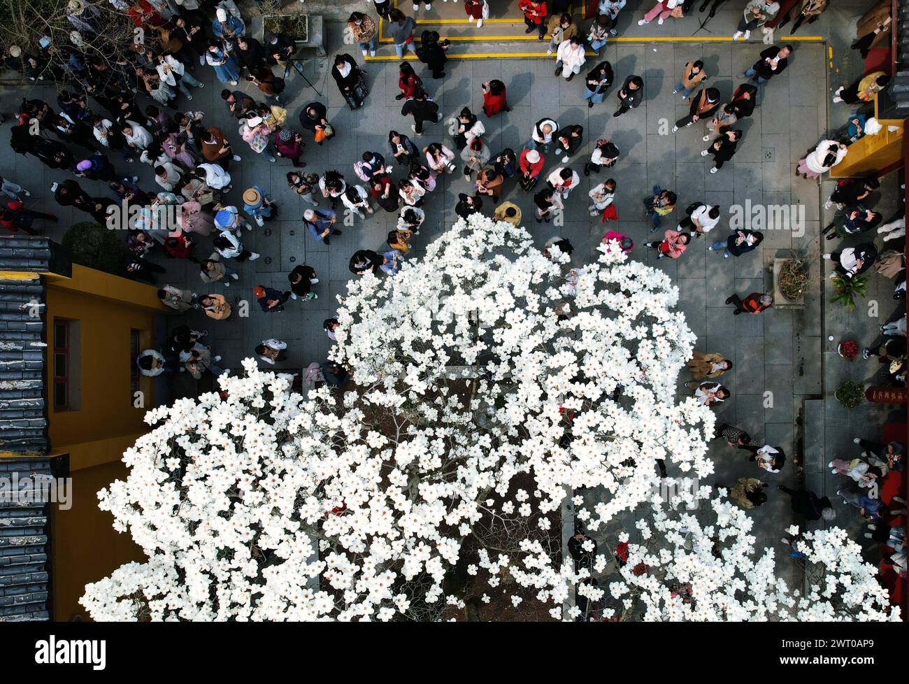 Aerial photo shows a 500-year-old magnolia tree in full blossom at Faxi ...