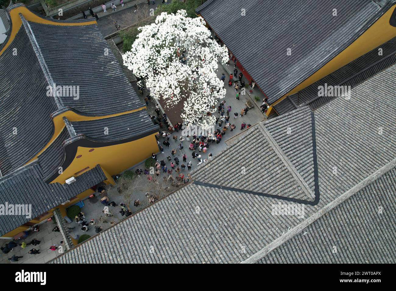 Aerial photo shows a 500-year-old magnolia tree in full blossom at Faxi ...