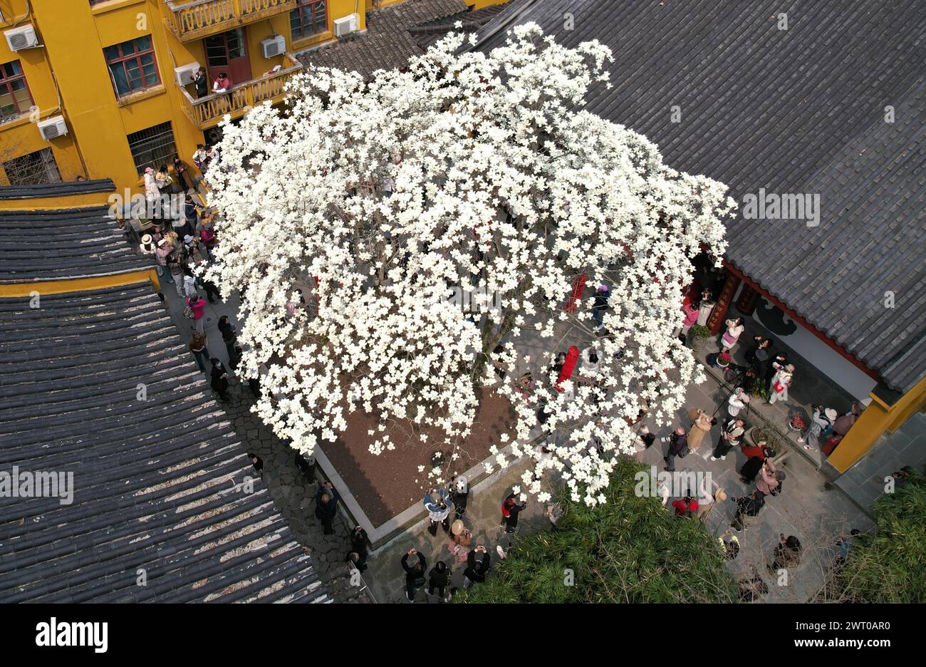 Aerial photo shows a 500-year-old magnolia tree in full blossom at Faxi ...