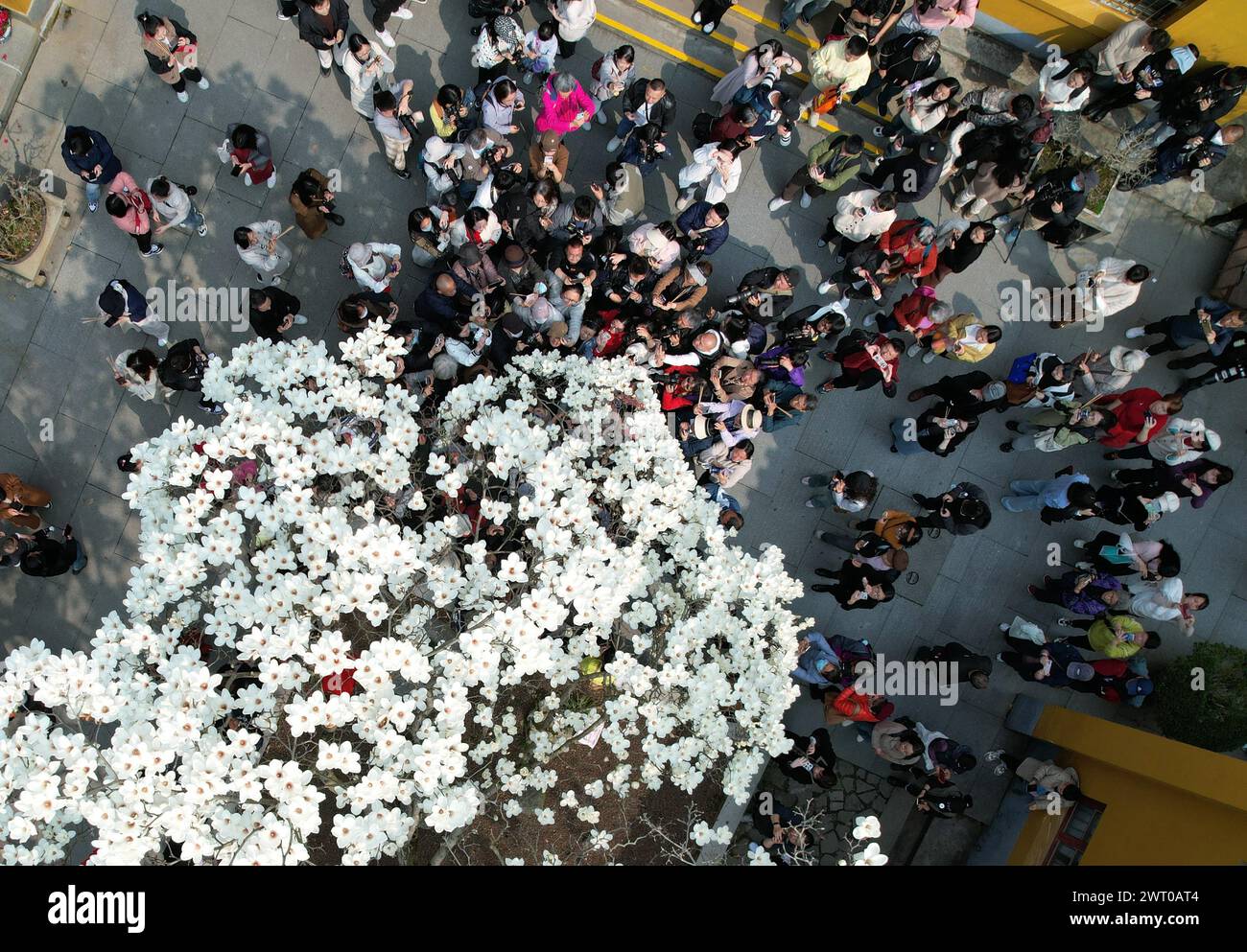 Aerial photo shows a 500-year-old magnolia tree in full blossom at Faxi ...