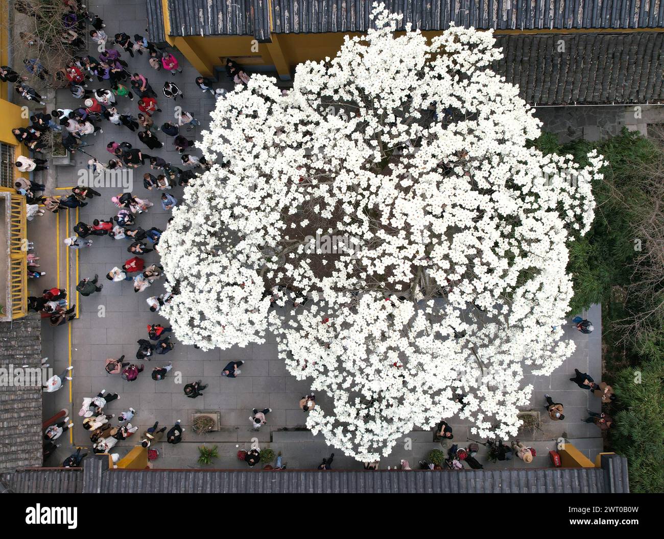 Aerial photo shows a 500-year-old magnolia tree in full blossom at Faxi ...