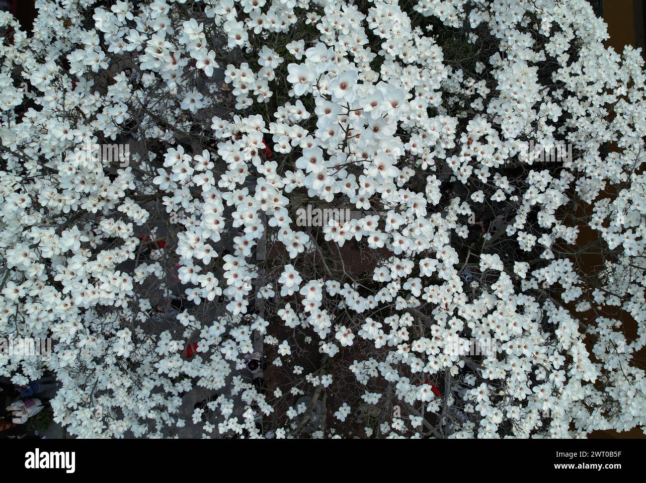 Aerial photo shows a 500-year-old magnolia tree in full blossom at Faxi ...