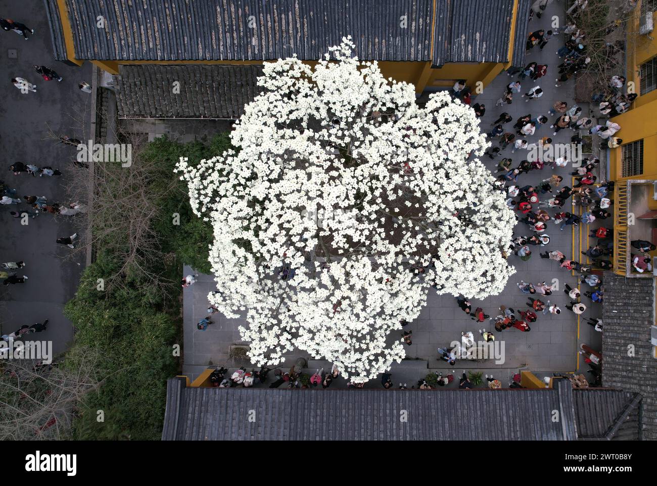 Aerial photo shows a 500-year-old magnolia tree in full blossom at Faxi ...