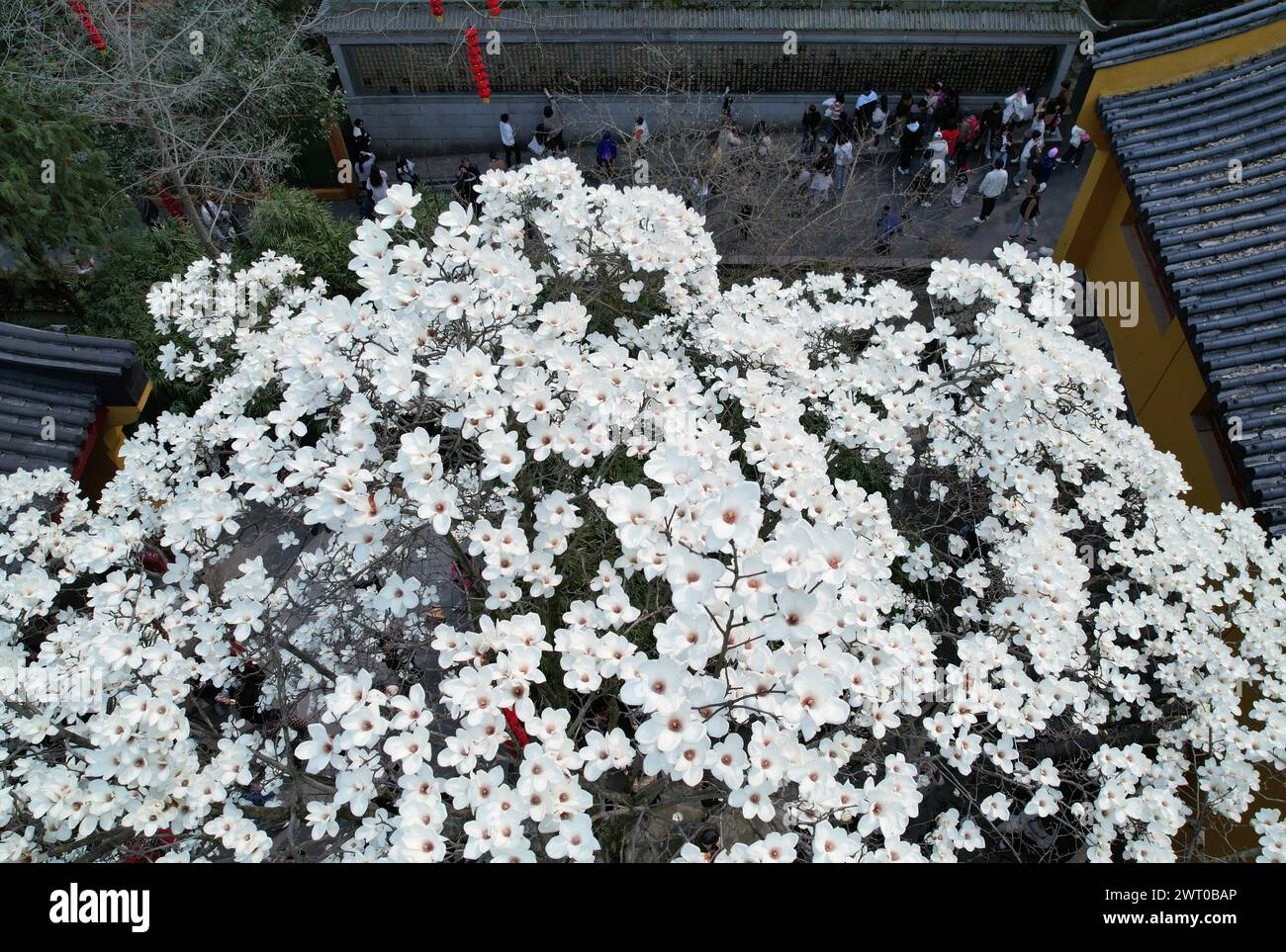 Aerial photo shows a 500-year-old magnolia tree in full blossom at Faxi ...