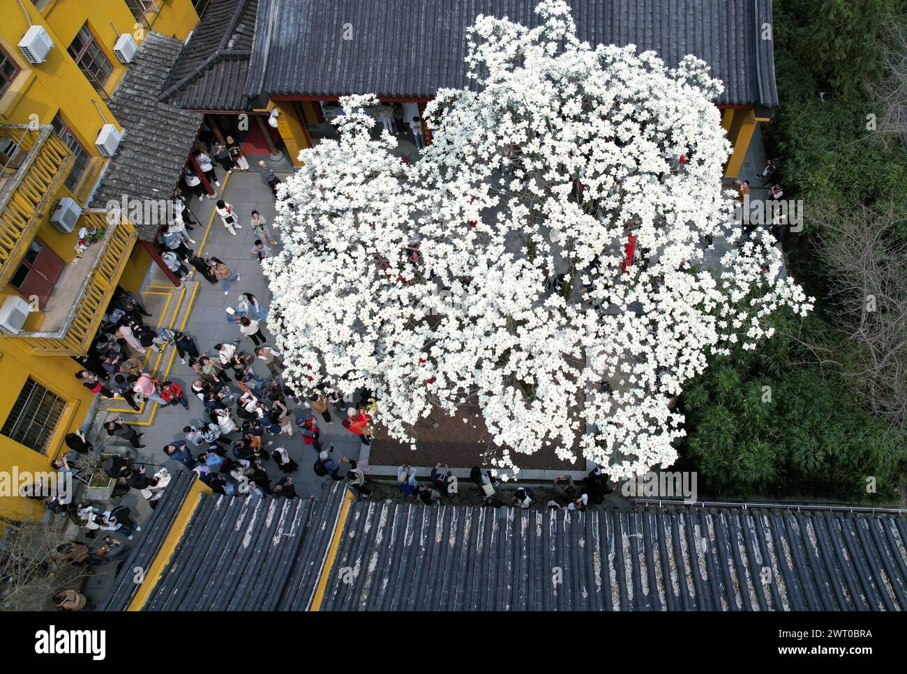 Aerial photo shows a 500-year-old magnolia tree in full blossom at Faxi ...