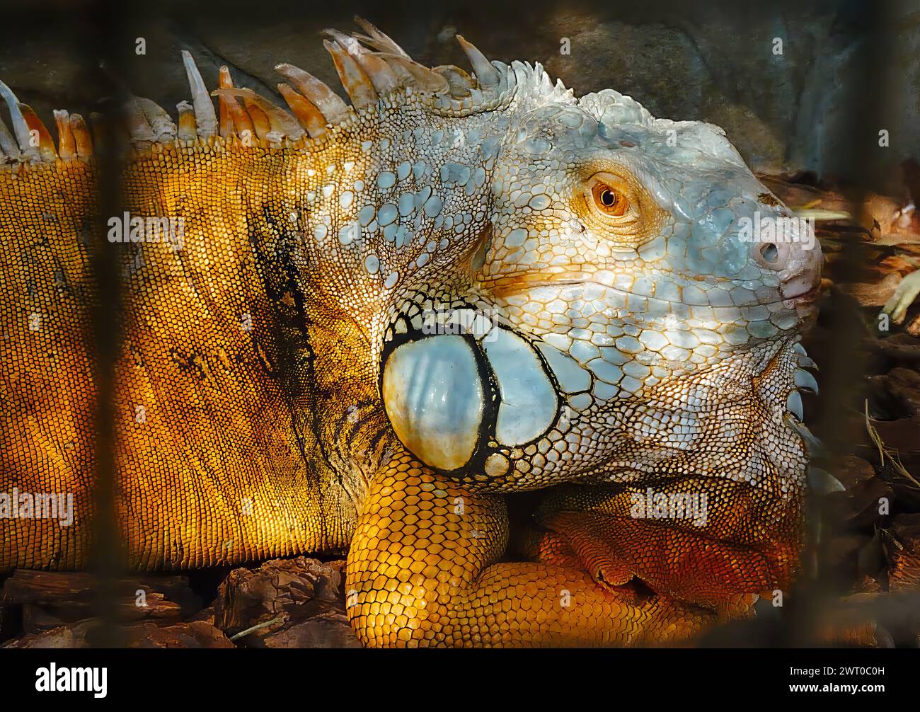 Green iguana basking on a rock, showing its reptilian features and a ...
