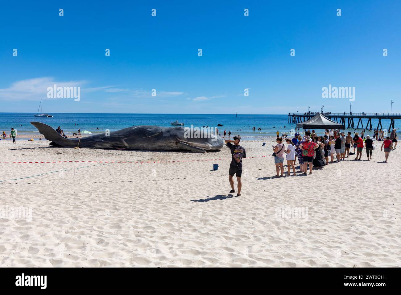 Glenelg Beach life size replica whale art installation to promote ...