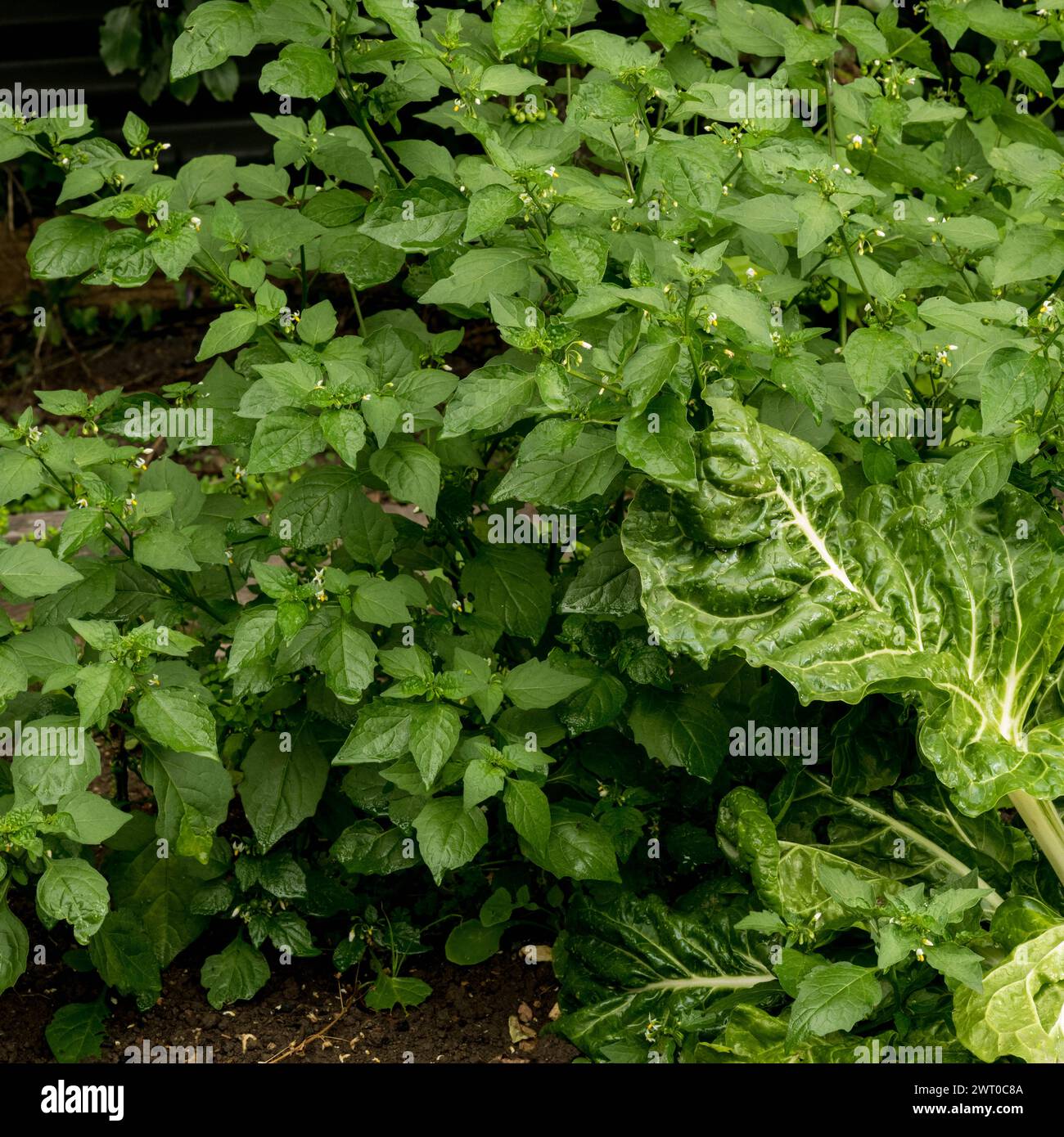 Poison Trap, Deadly Nightshade growing amongst Silverbeet in Vegetable ...