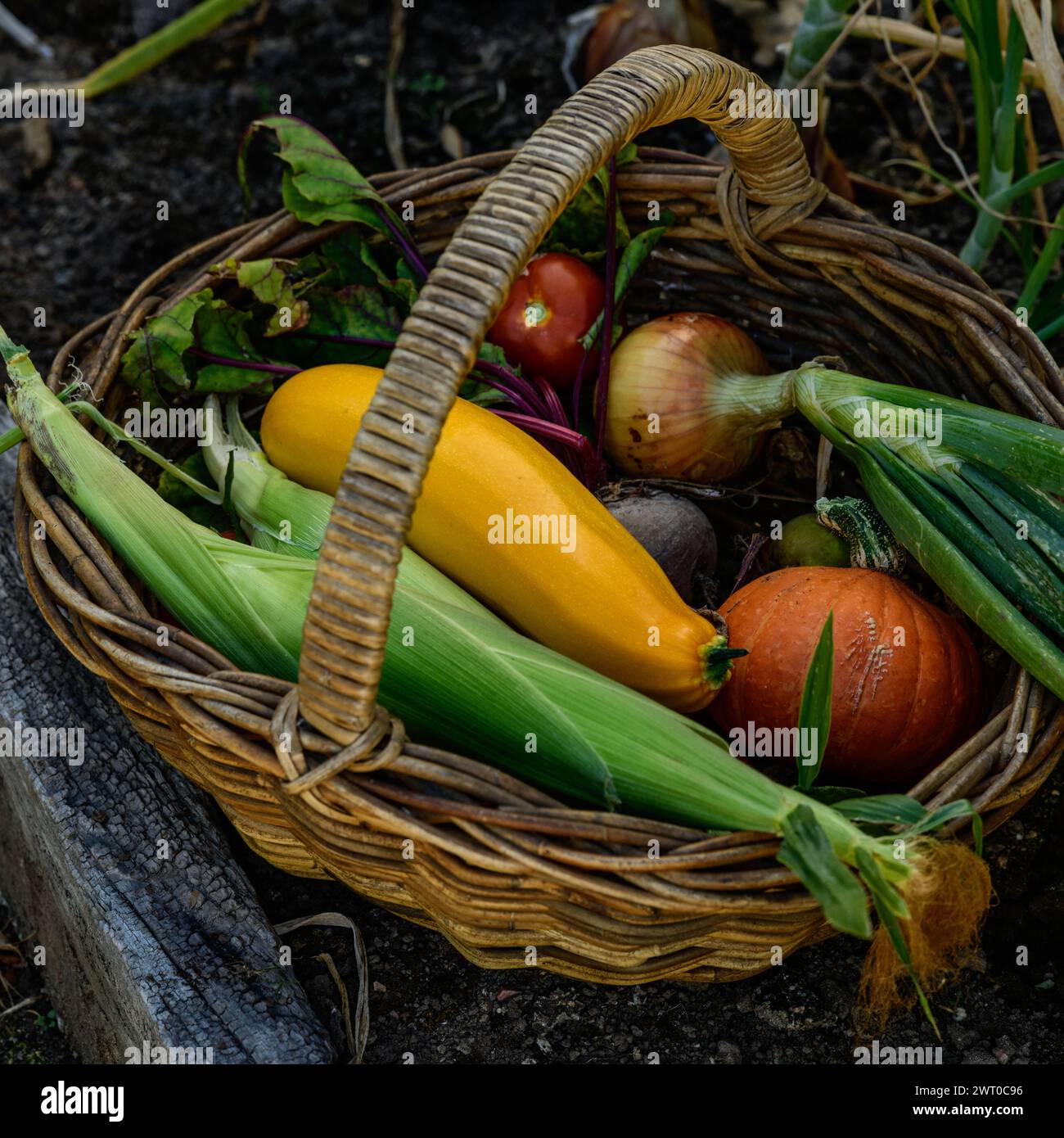 Fresh Picked Garden Vegetables in Cane Basket Stock Photo - Alamy
