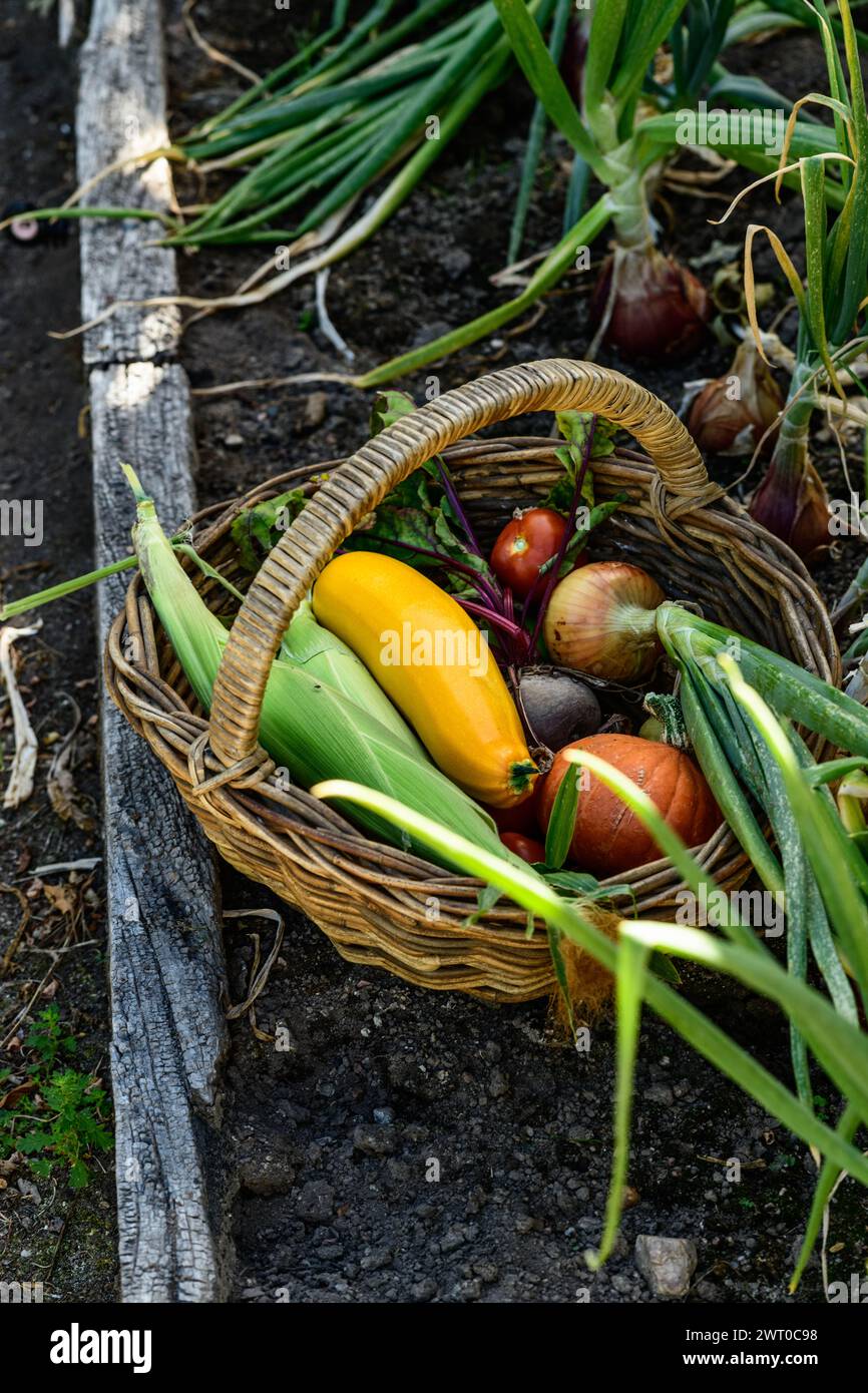 Golden zuccini hi-res stock photography and images - Alamy