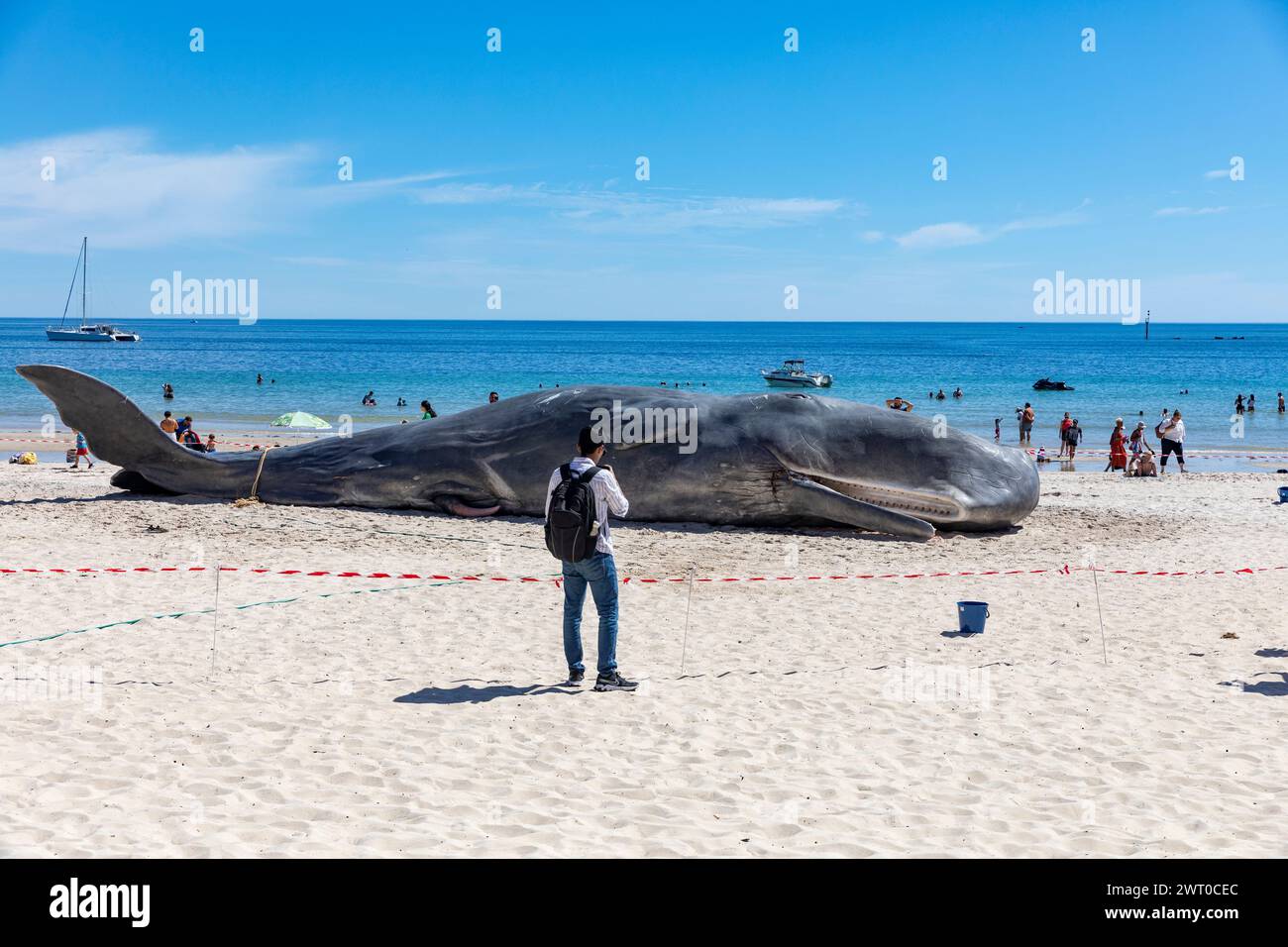 Glenelg Beach life size replica whale art installation to promote ...