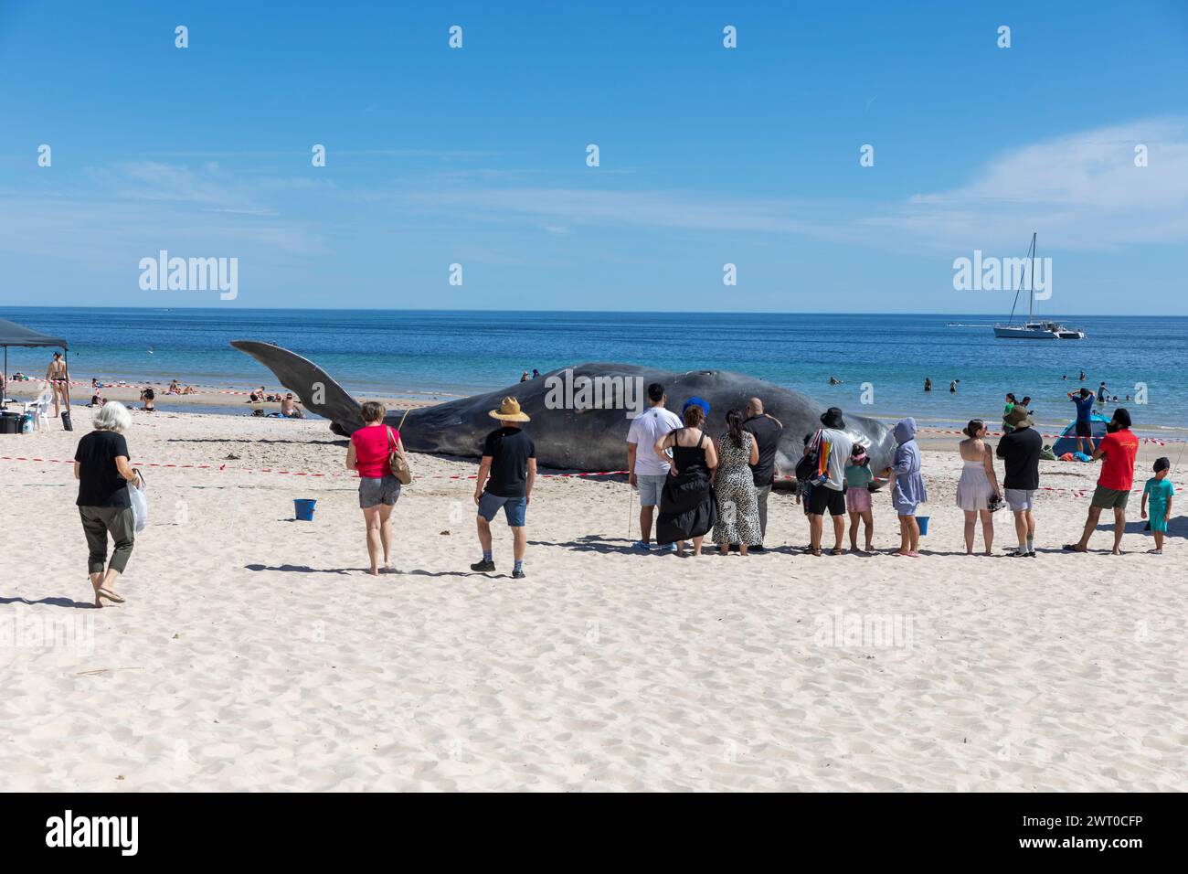 Glenelg Beach life size replica whale art installation to promote ...