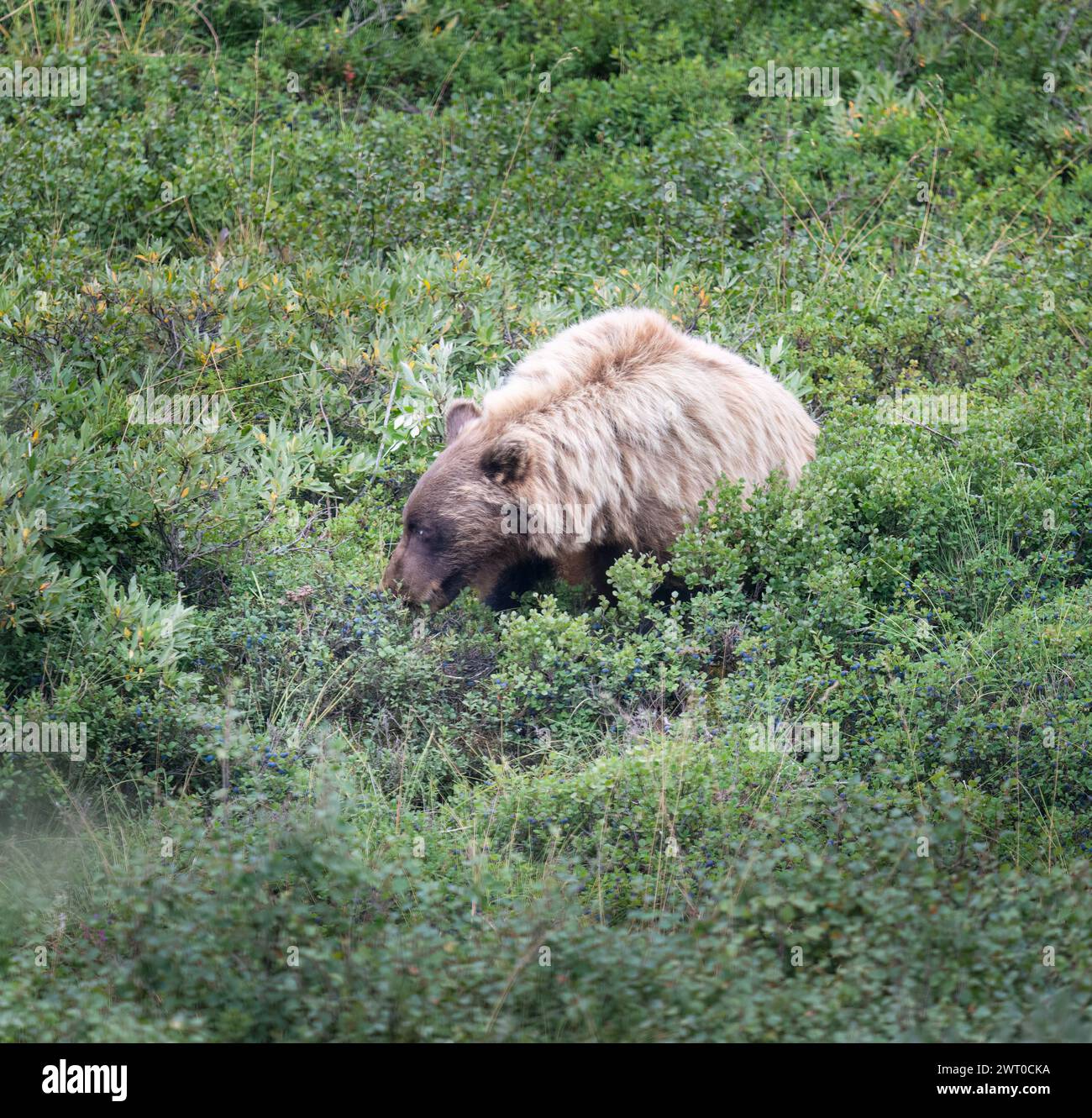Berries in denali national park hi-res stock photography and images - Alamy