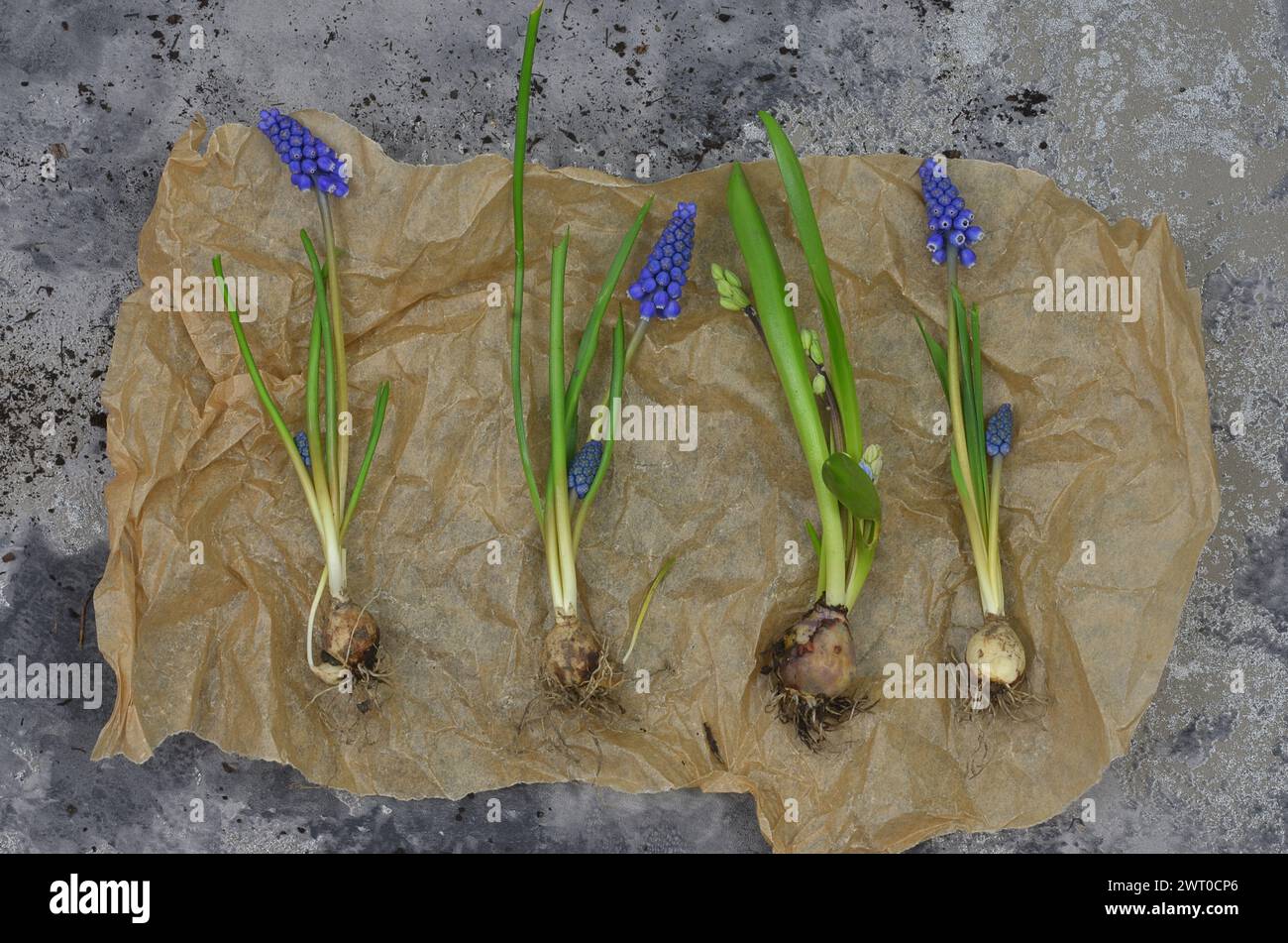 The first bulbs to bloom in spring hi-res stock photography and images ...
