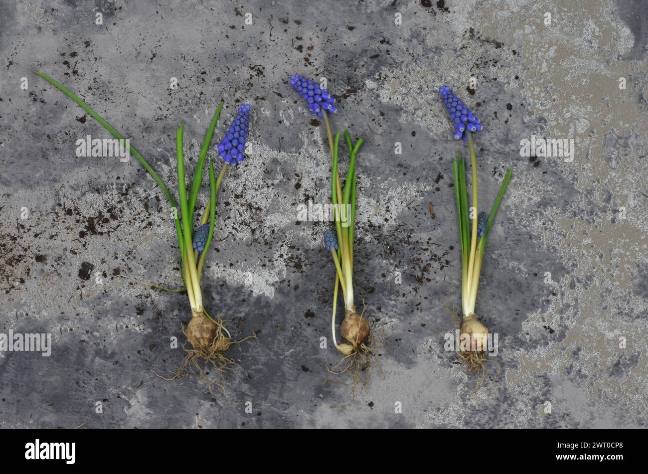 Grape hyacinth bulbs with flowers on a grunge background. Top view ...