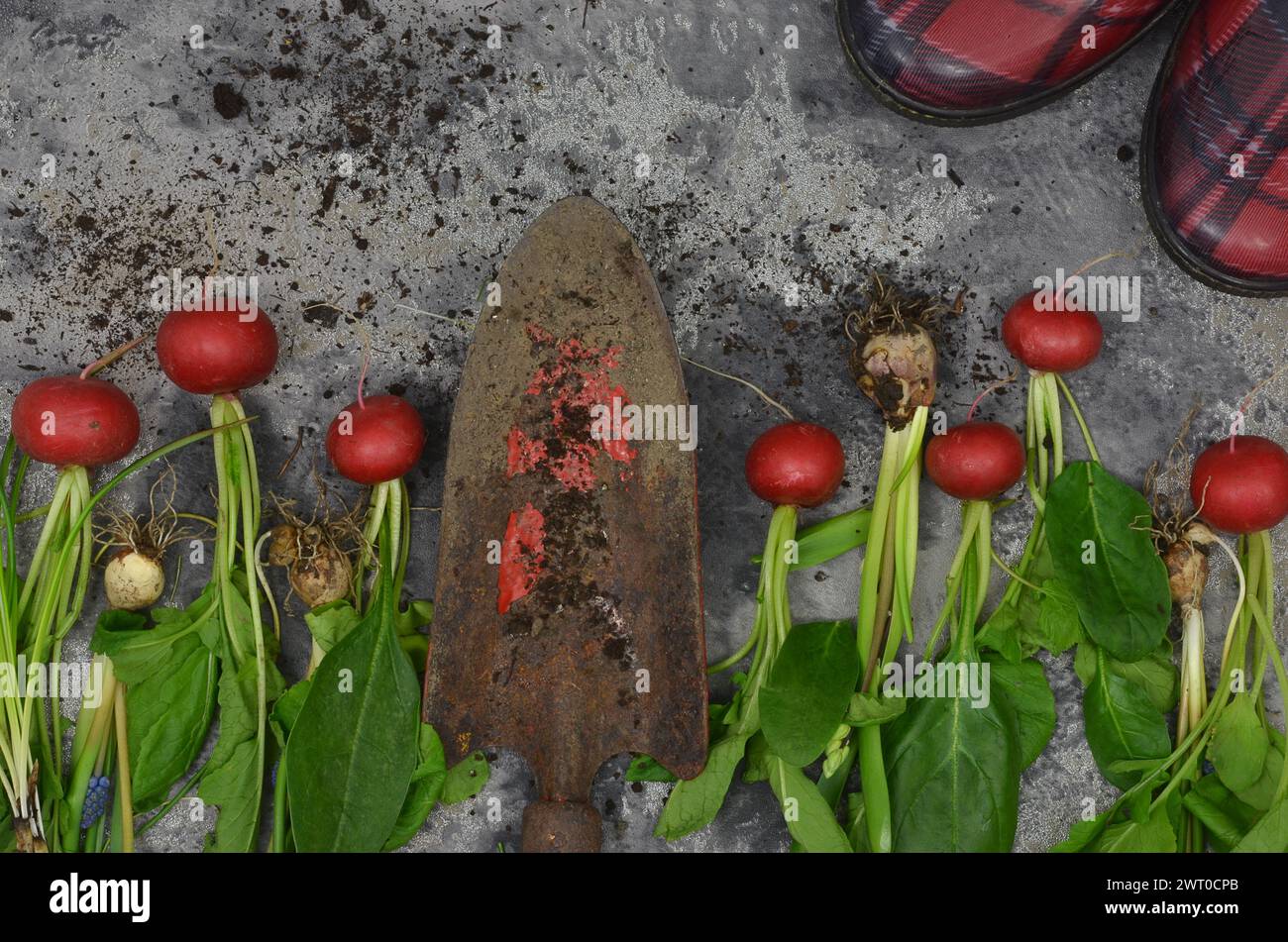 Home vegetable farming: red radishes, gardening shovel, wellingtons on ...