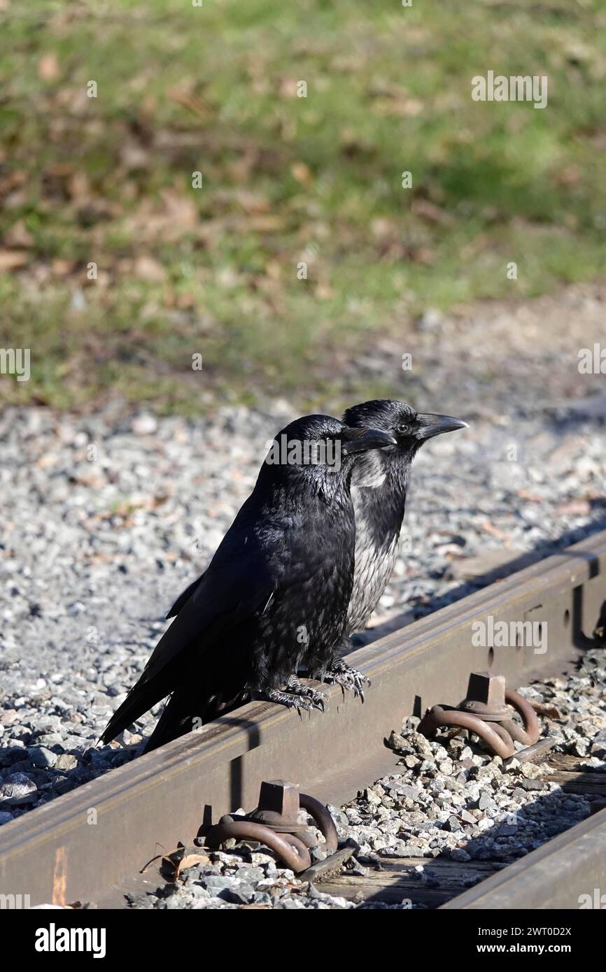 Two corvids on a railway track, March, Germany Stock Photo - Alamy