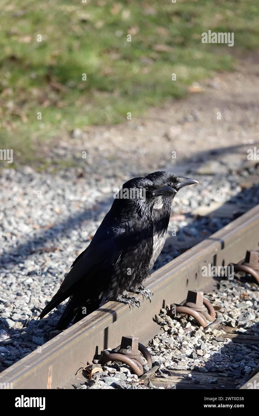 Two corvids on a railway track, March, Germany Stock Photo - Alamy
